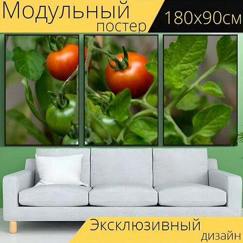 Модульный постер "Помидор, посевы, фрукты" 180 x 90 см. для интерьера