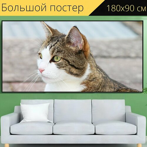 Большой постер "Домашняя кошка, похмелье, домашнее животное" 180 x 90 см. для интерьера