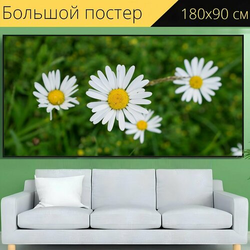 Большой постер "Ромашки, белый цветок, цветок" 180 x 90 см. для интерьера