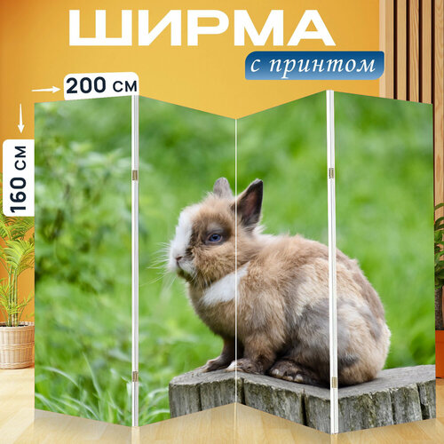 Ширма перегородка с принтом "Карликовый кролик, маленький кролик, заяц" на холсте - 200x160 см. для зонирования, раскладная