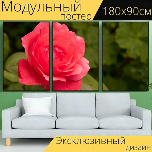 Модульный постер "Роза, цветок, розы" 180 x 90 см. для интерьера
