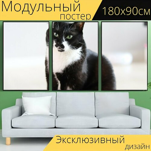 Модульный постер "Кошачьи глаза, кошка, кошачий" 180 x 90 см. для интерьера