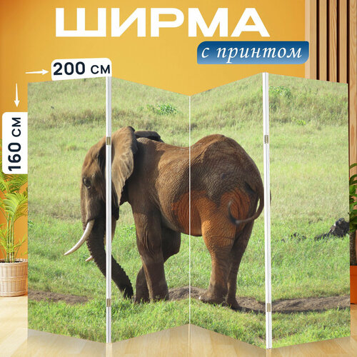 Ширма перегородка с принтом "Слон, сафари, африка" на холсте - 200x160 см. для зонирования, раскладная