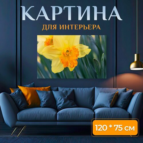 Картина на холсте "Нарцисс, весна, дендрарий" на подрамнике 120х75 см. для интерьера