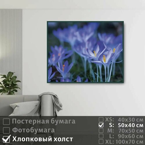 Постер на холсте Весенние Синие Цветы Крокусы 50х40 см ПолиЦентр
