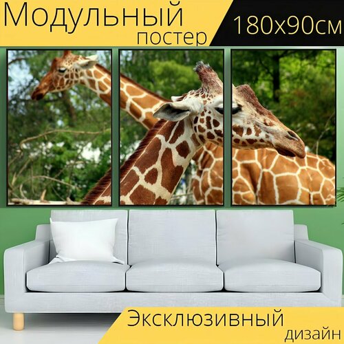 Модульный постер "Жирафа, животное, млекопитающее" 180 x 90 см. для интерьера