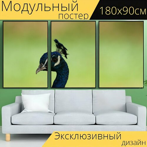 Модульный постер "Павлин, птица, красочный" 180 x 90 см. для интерьера