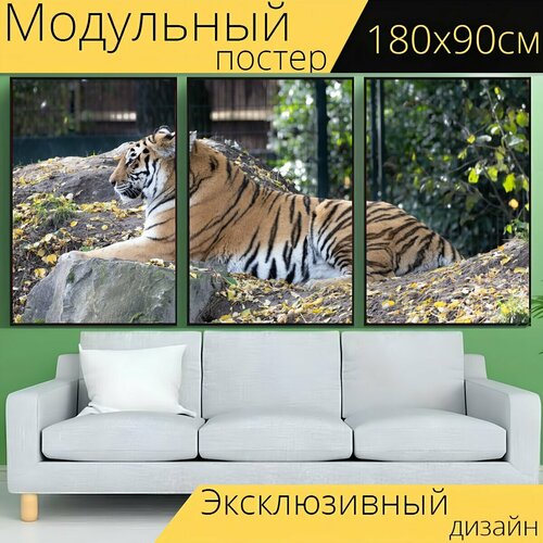Модульный постер "Тигр, зоопарк, хищник" 180 x 90 см. для интерьера