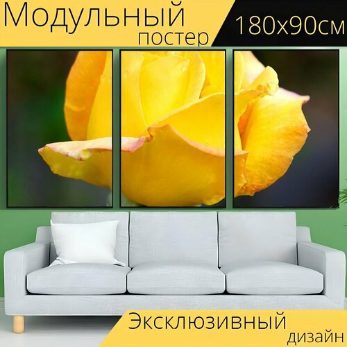 Модульный постер "Роза, желтый, цвести" 180 x 90 см. для интерьера