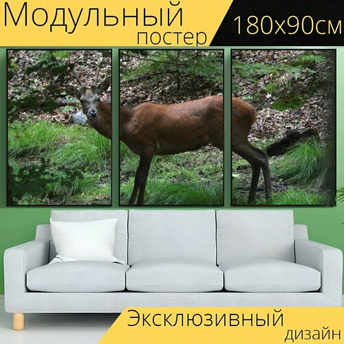 Модульный постер "Красный олень, рога, дикий" 180 x 90 см. для интерьера