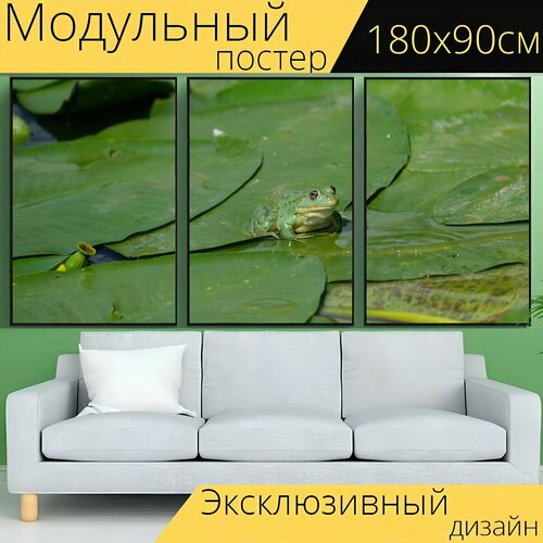 Модульный постер "Лягушка, амфибия, листья" 180 x 90 см. для интерьера