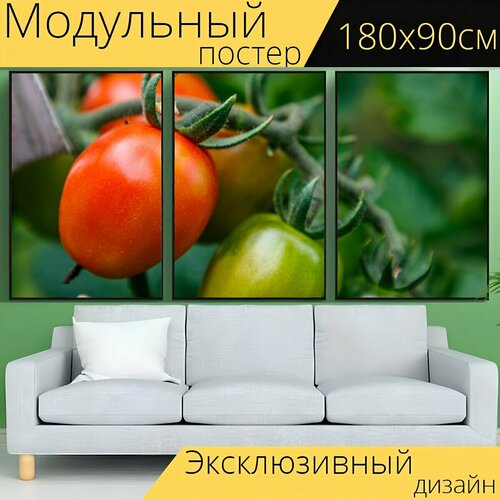 Модульный постер "Помидоры, овощи, сад" 180 x 90 см. для интерьера