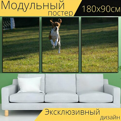 Модульный постер "Собака, гончая, прыгать" 180 x 90 см. для интерьера