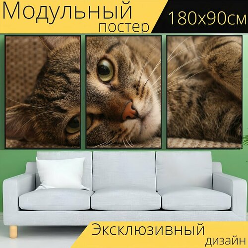Модульный постер "Кошка, кошачий, домашний питомец" 180 x 90 см. для интерьера