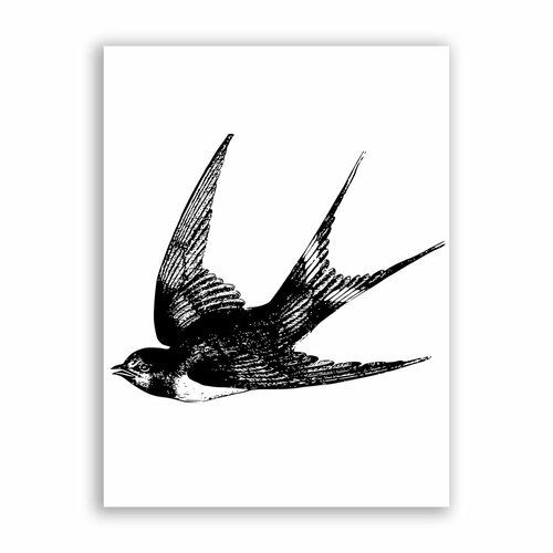 Постер плакат на бумаге / Черно-белые - Птица / Размер 30 x 40 см