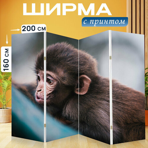 Ширма перегородка с принтом "Животное, обезьяна, дикая природа" на холсте - 200x160 см. для зонирования, раскладная