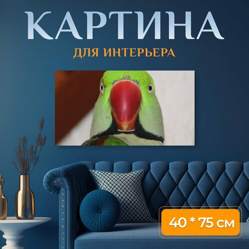 Картина на холсте "Попугай, птица, клюв" на подрамнике 75х40 см. для интерьера