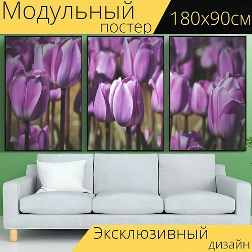 Модульный постер "Тюльпан, поле тюльпанов, цветок тюльпана" 180 x 90 см. для интерьера