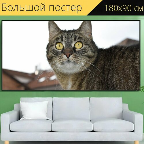 Большой постер "Кот, животное, глаза" 180 x 90 см. для интерьера