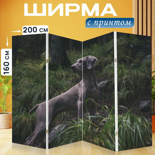 Ширма перегородка с принтом "Веймаранер, собака, охотничья собака" на холсте - 200x160 см. для зонирования, раскладная