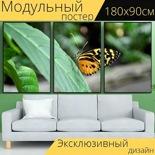 Модульный постер "Бабочка монарх, насекомое, жук" 180 x 90 см. для интерьера