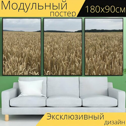 Модульный постер "Кукуруза, поле, природа" 180 x 90 см. для интерьера