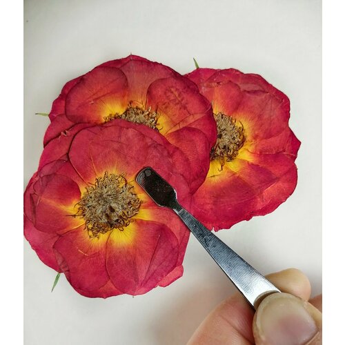 Плоские сухоцветы - Роза оранжевая для заливки смолой и рукоделия, 5 шт