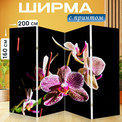 Ширма перегородка с принтом "Орхидея, розовый, цветущий" на холсте - 200x160 см. для зонирования, раскладная