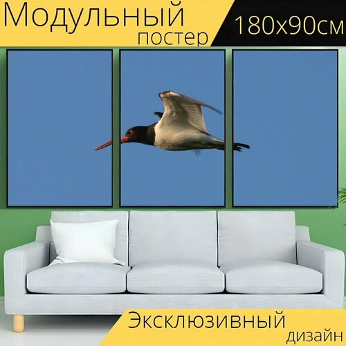 Модульный постер "Летающие устричный ловец, устричный ловец, водоплавающая птица" 180 x 90 см. для интерьера