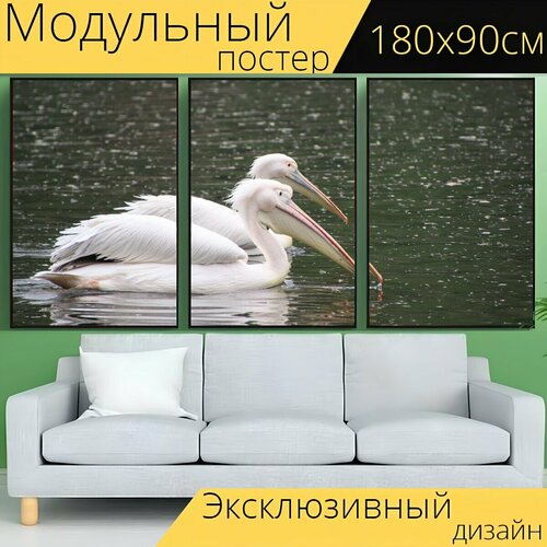 Модульный постер "Пеликаны, птицы, пруд" 180 x 90 см. для интерьера