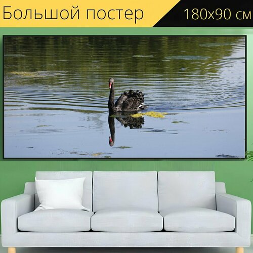 Большой постер "Чернить, лебедь, водоплавающая птица" 180 x 90 см. для интерьера