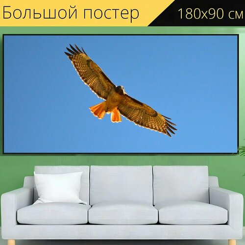 Большой постер "Ястреб, птица, летающий" 180 x 90 см. для интерьера