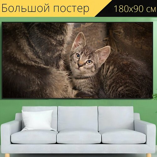 Большой постер "Кот, млекопитающее, милый" 180 x 90 см. для интерьера