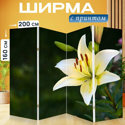 Ширма перегородка с принтом "Цветок, сад, желтый" на холсте - 200x160 см. для зонирования, раскладная