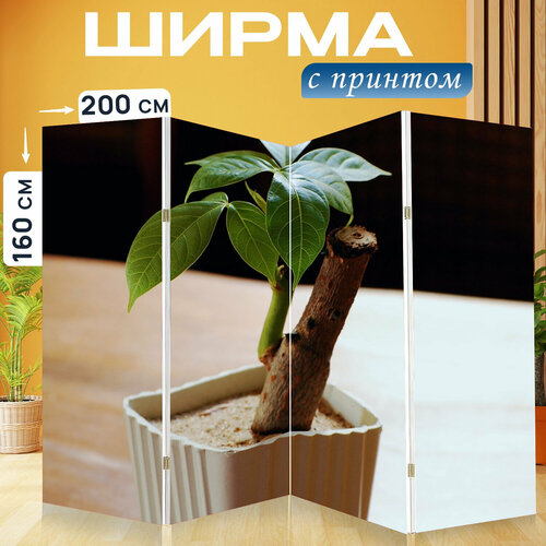 Ширма перегородка с принтом "Денежное дерево, бонсай, завод" на холсте - 200x160 см. для зонирования, раскладная