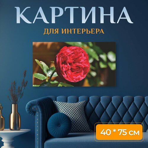 Картина на холсте "Роза, красный цветок, цветок" на подрамнике 75х40 см. для интерьера