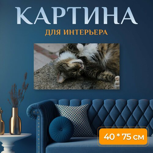 Картина на холсте "Кошка, спать, любитель кошек" на подрамнике 75х40 см. для интерьера