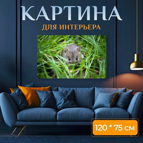 Картина на холсте "Мышь, маленькое животное, сад" на подрамнике 120х75 см. для интерьера