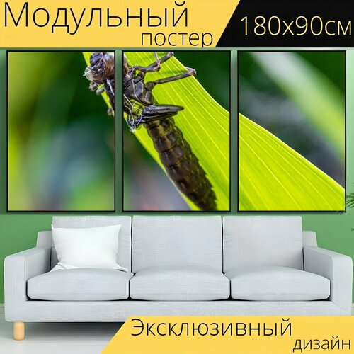 Модульный постер "Стрекоза, животное, насекомое" 180 x 90 см. для интерьера