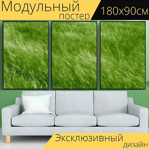 Модульный постер "Ячмень, зерновое поле, зерно" 180 x 90 см. для интерьера
