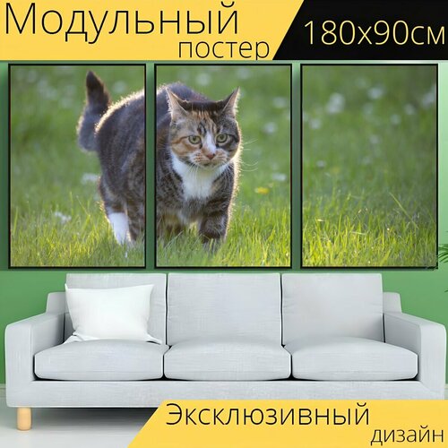 Модульный постер "Кошка, полосатый, домашний питомец" 180 x 90 см. для интерьера