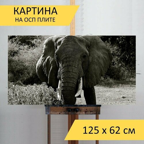 Картина на ОСП 125х62 см. "Слон, национальный парк маньяра, животное" горизонтальная, для интерьера, с креплениями