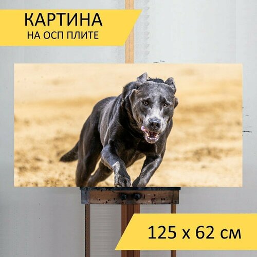 Картина на ОСП 125х62 см. "Собака, собачий, гонка" горизонтальная, для интерьера, с креплениями