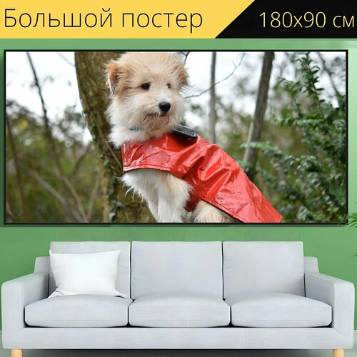 Большой постер "Собака, собака носит пальто, молодая собака" 180 x 90 см. для интерьера