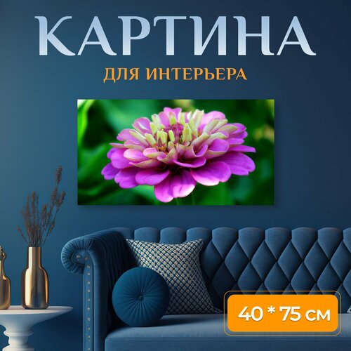 Картина на холсте "Цинния, цветок, красочный" на подрамнике 75х40 см. для интерьера