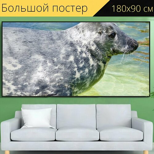 Большой постер "Тюлень, аквариум, вода" 180 x 90 см. для интерьера