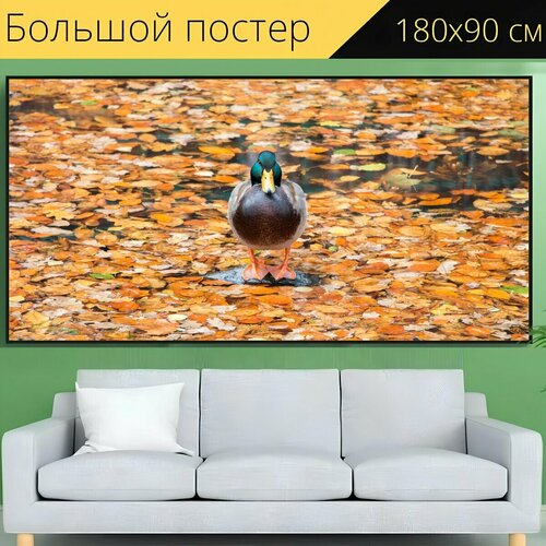 Большой постер "Утка, листья, вода" 180 x 90 см. для интерьера