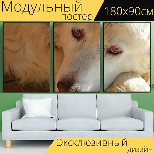 Модульный постер "Собаки, домашние питомцы, животное" 180 x 90 см. для интерьера