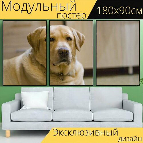 Модульный постер "Собака, друг, милая" 180 x 90 см. для интерьера