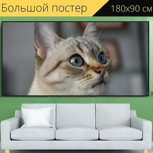 Большой постер "Кошка, кошачий, глаза" 180 x 90 см. для интерьера